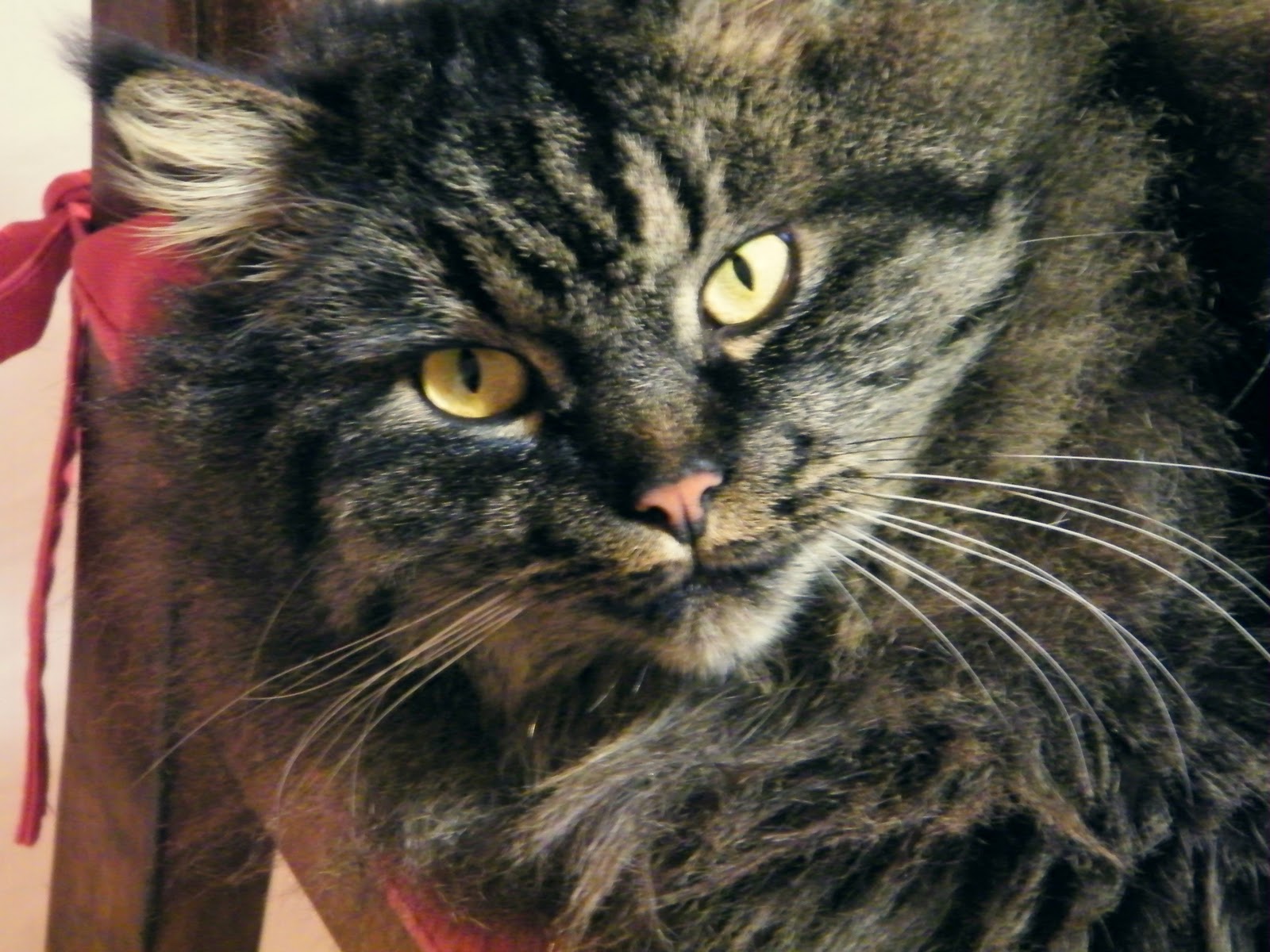 countrycatsandroses: Per amore di un gatto...